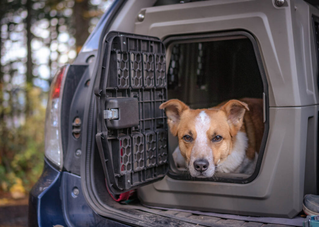 Comparison of Different Types of Dog Carriers | Compare Factory